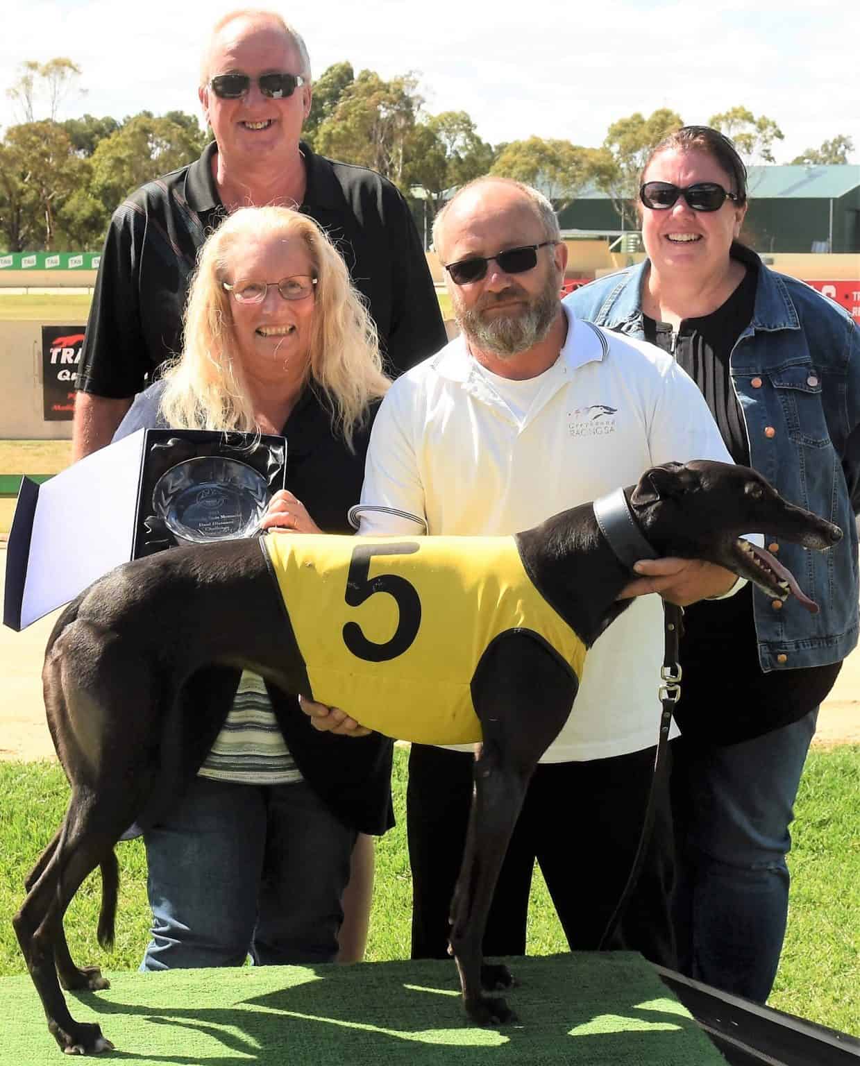 Golly Gumdrops answers the challenge | Mount Gambier Greyhound Racing Club