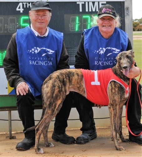 Shane’s back among the winners | Mount Gambier Greyhound Racing Club
