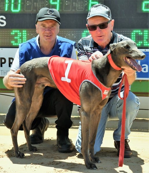 A change of luck for Master Shameem | Mount Gambier Greyhound Racing Club
