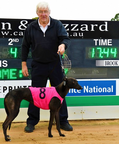 Veteran chaser refuses to lie down | Mount Gambier Greyhound Racing Club