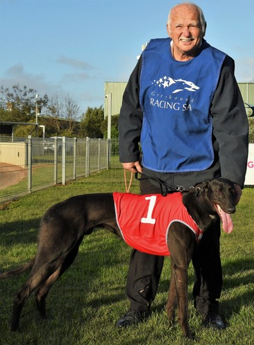 Third time lucky for Two Wells trainer | Mount Gambier Greyhound Racing ...