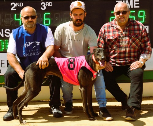 Cup winner’s progeny off to a flying start | Mount Gambier Greyhound ...
