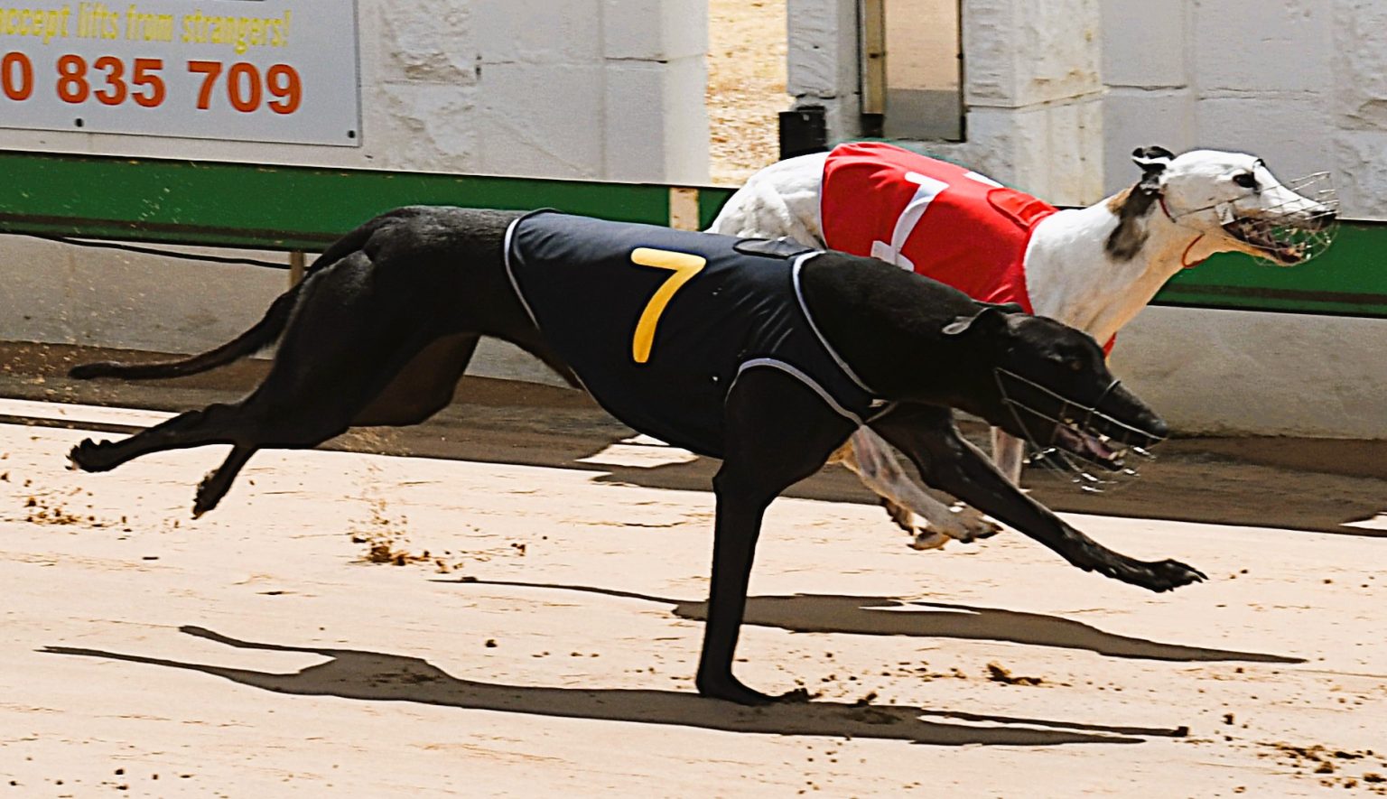 Six in a row for Anna | Mount Gambier Greyhound Racing Club